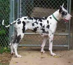 Evrim, Bir Düşüncenin Serüveni / Dr. Andrew BERRY – Evrim Teorisi Online