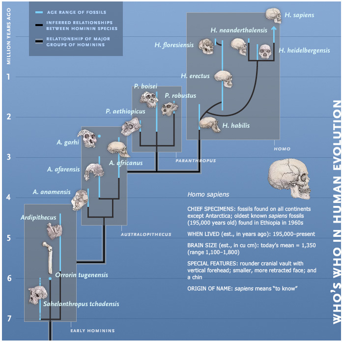 Australopithecus, Homo habilis ve Homo rudolfensis Maymun mudur ...