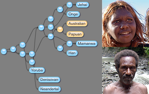Human Clades: A Look at a Complex Phylogeny – Evrim Teorisi Online