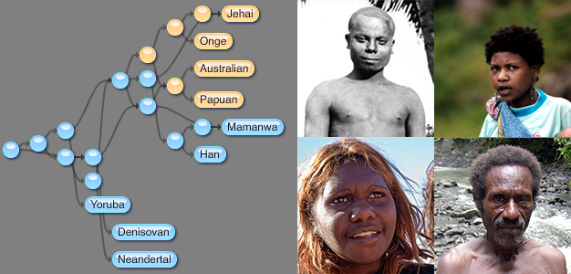 Human Clades: A Look at a Complex Phylogeny – Evrim Teorisi Online