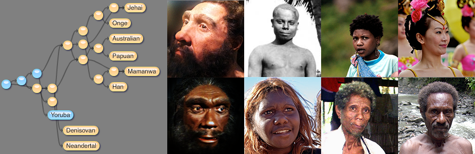 Human Clades: A Look at a Complex Phylogeny – Evrim Teorisi Online