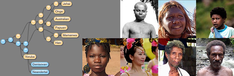 Human Clades: A Look at a Complex Phylogeny – Evrim Teorisi Online