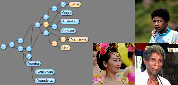 Human Clades: A Look at a Complex Phylogeny – Evrim Teorisi Online
