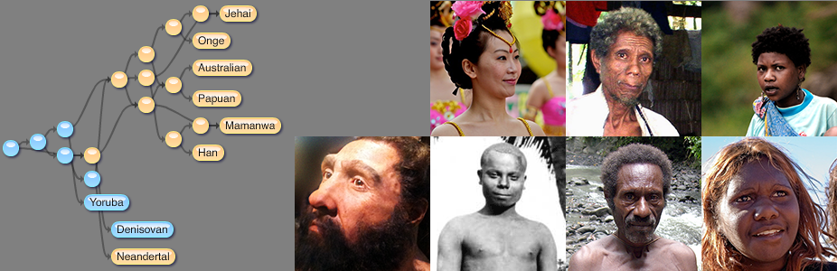 Human Clades: A Look at a Complex Phylogeny – Evrim Teorisi Online