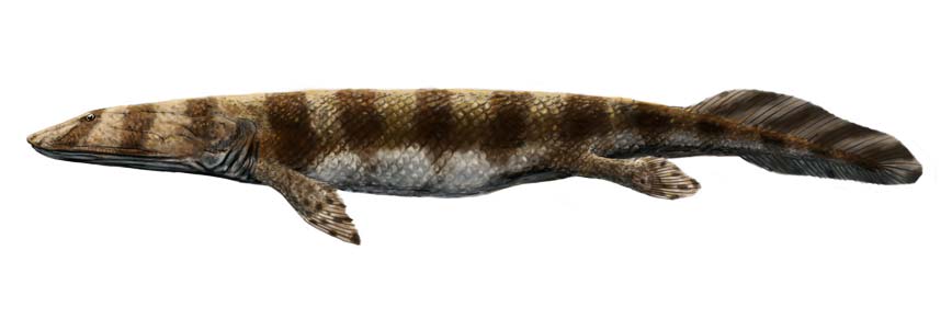 Transitional Forms: Fish to Amphibians – Evrim Teorisi Online