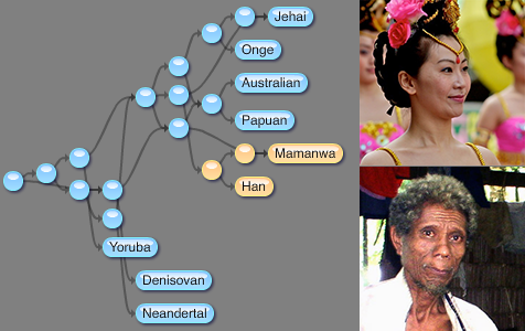 Human Clades: A Look at a Complex Phylogeny – Evrim Teorisi Online