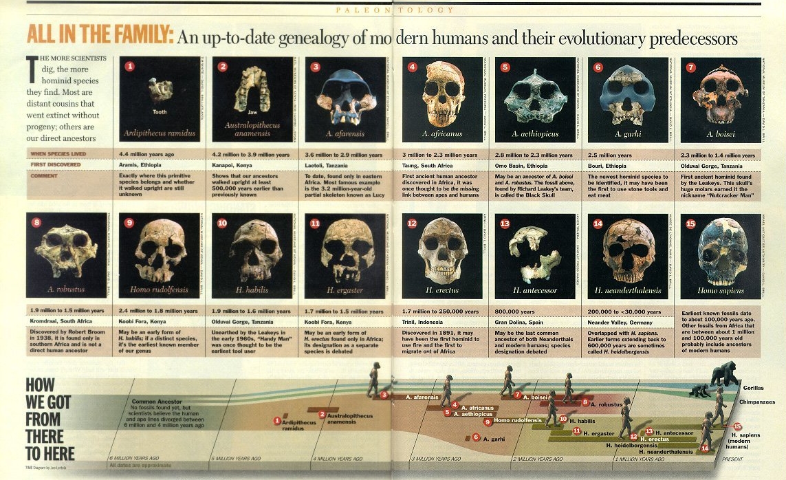 Transitional Human Fossils – Evrim Teorisi Online