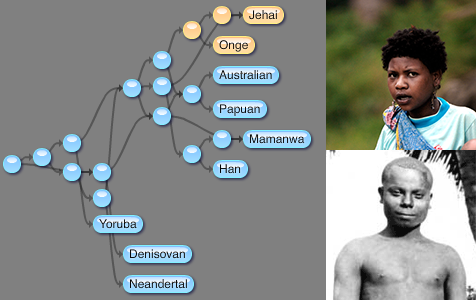 Human Clades: A Look at a Complex Phylogeny – Evrim Teorisi Online