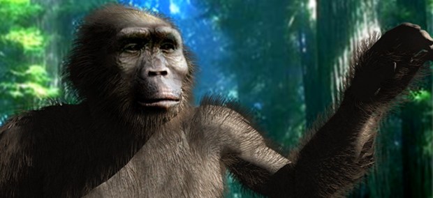 The Gracile Australopithecines – Evrim Teorisi Online