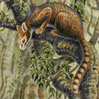 Kedilerle Köpeklerin Ortak Atası Neye Benziyordu? – Evrim Teorisi Online